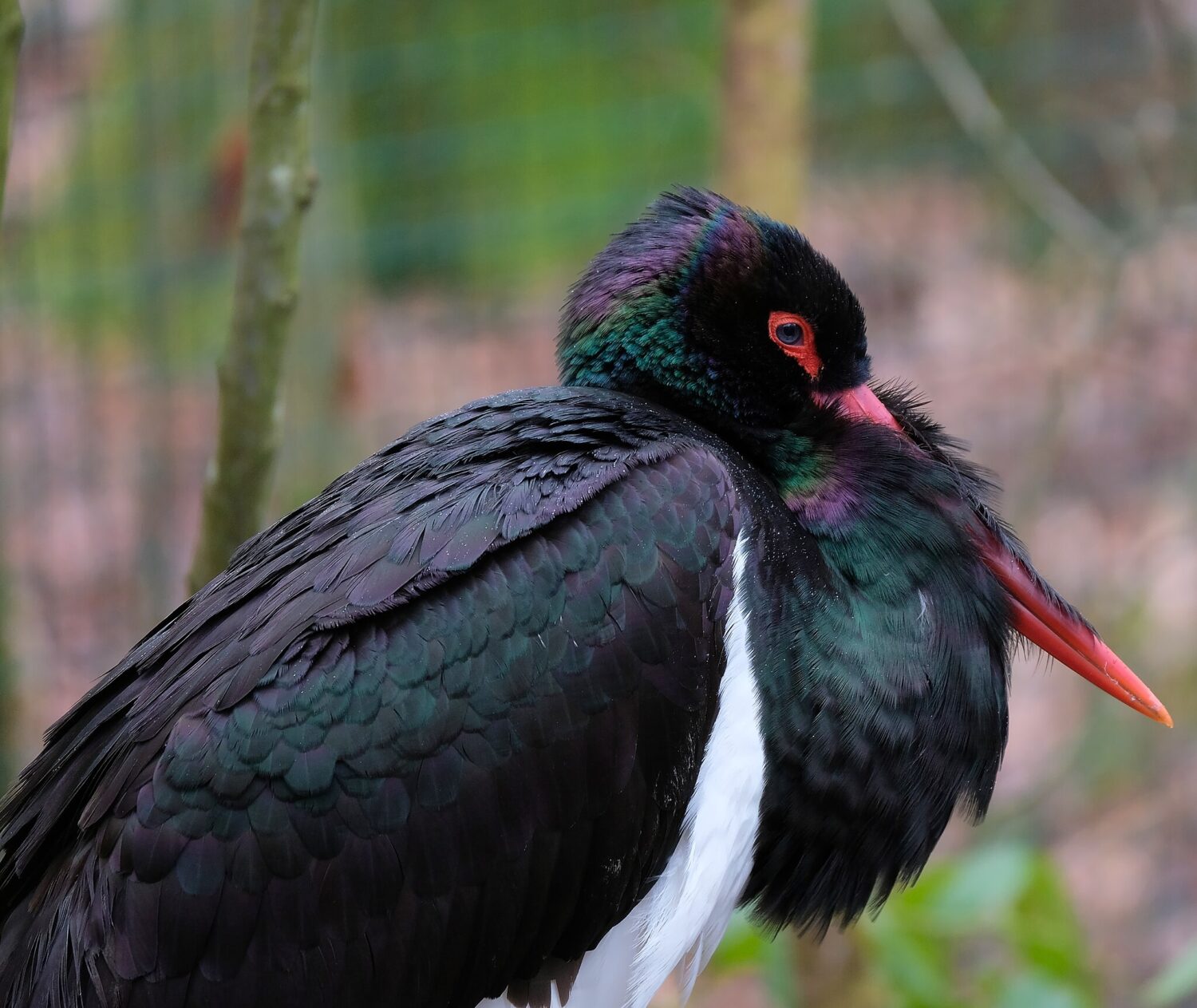 Pour lutter contre la construction d'éoliennes, optez pour les cigognes ...