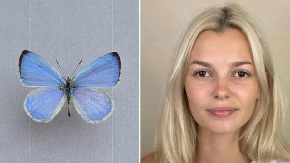 [ANIMAUX] En hommage à Iryna Zaroutska, un papillon baptisé « Azuré d ...