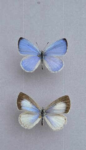 [ANIMAUX] En hommage à Iryna Zaroutska, un papillon baptisé « Azuré d ...