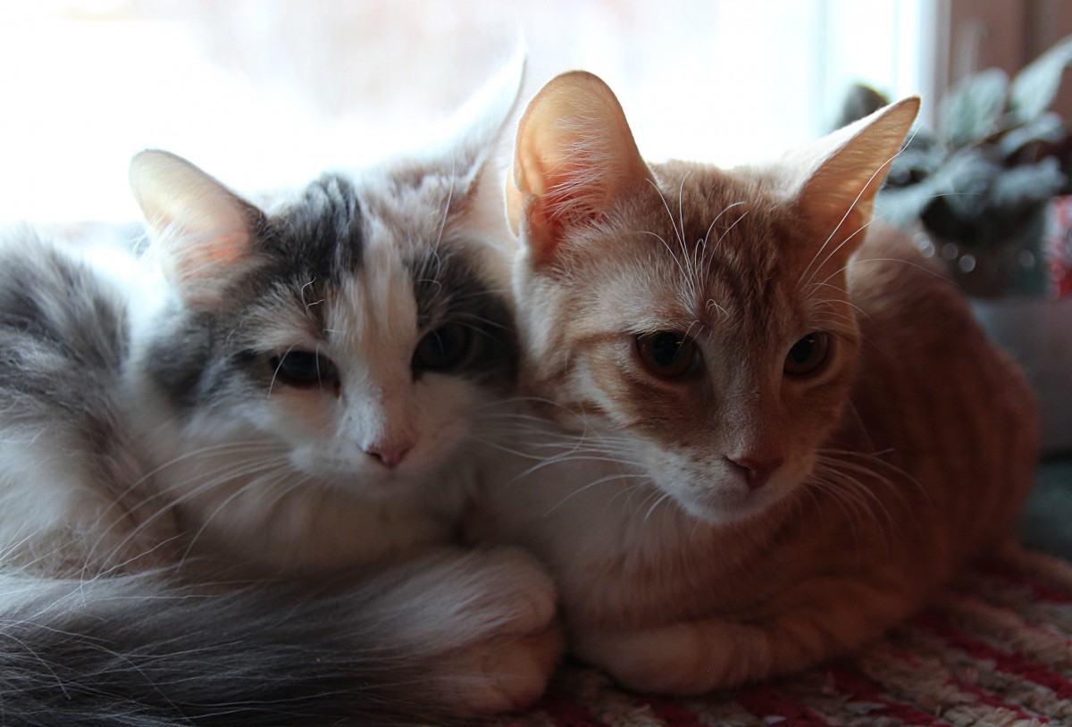 Vers une interdiction des animaux domestiques pour préserver le climat ...